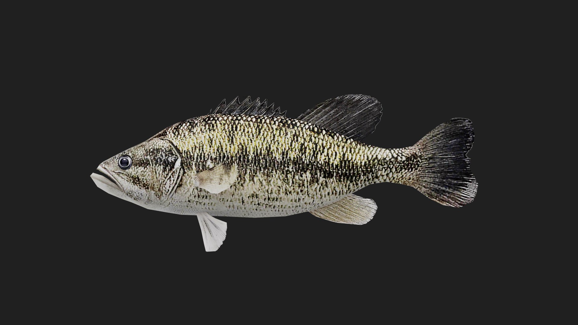 Bass Fish 3D Model - TurboSquid 2123105
