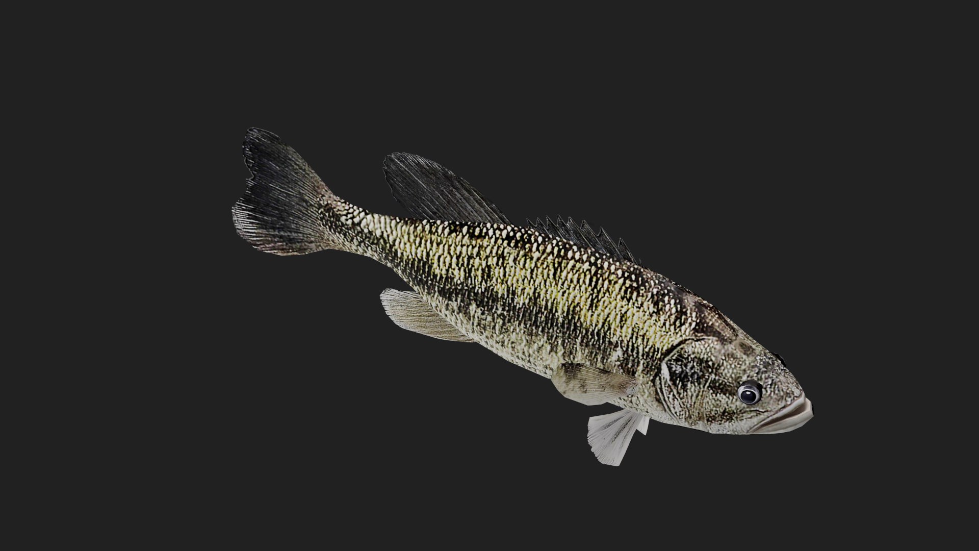 Bass Fish 3D Model - TurboSquid 2123105