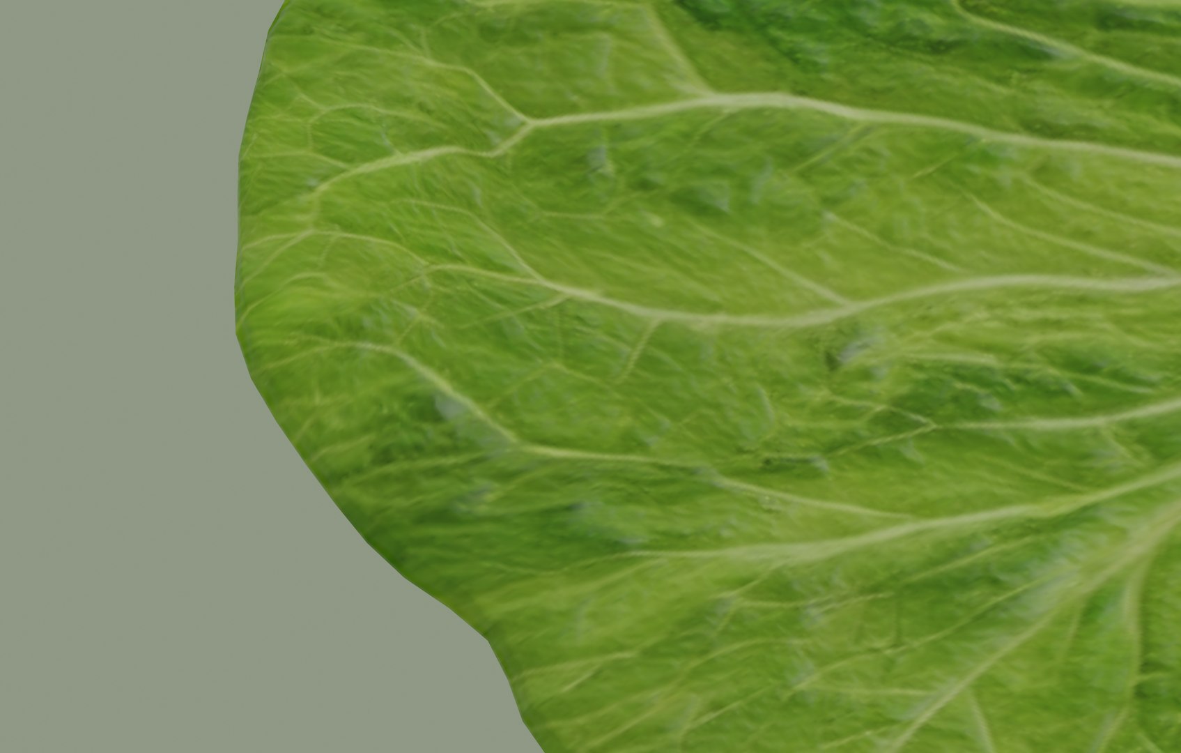 3D Lettuce Leaf - TurboSquid 2197020