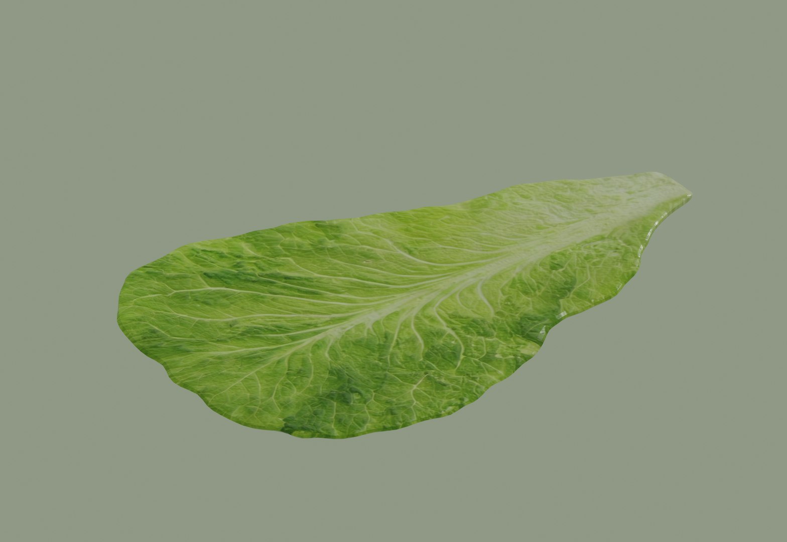 3D Lettuce Leaf - TurboSquid 2197020