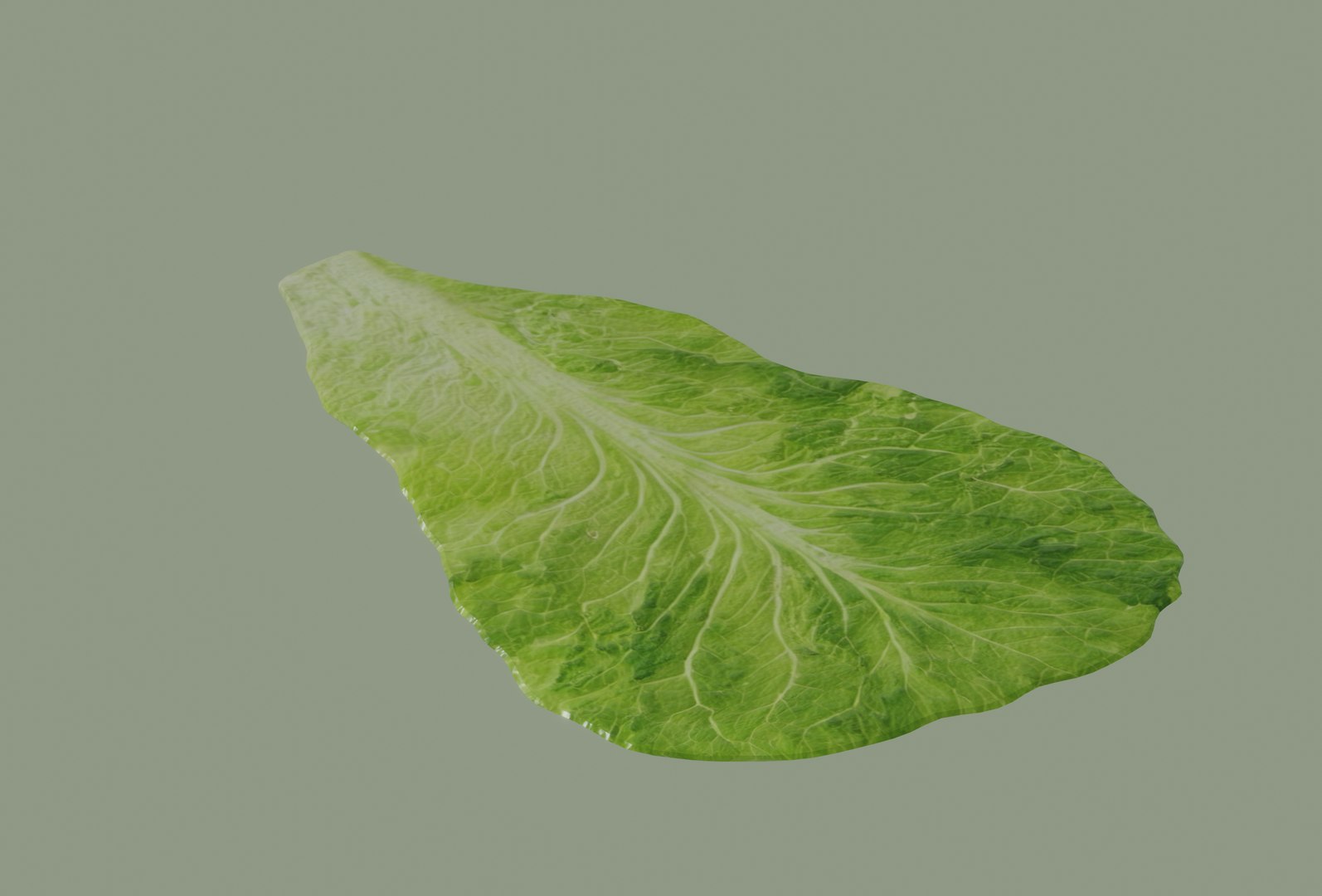 3D Lettuce Leaf - TurboSquid 2197020