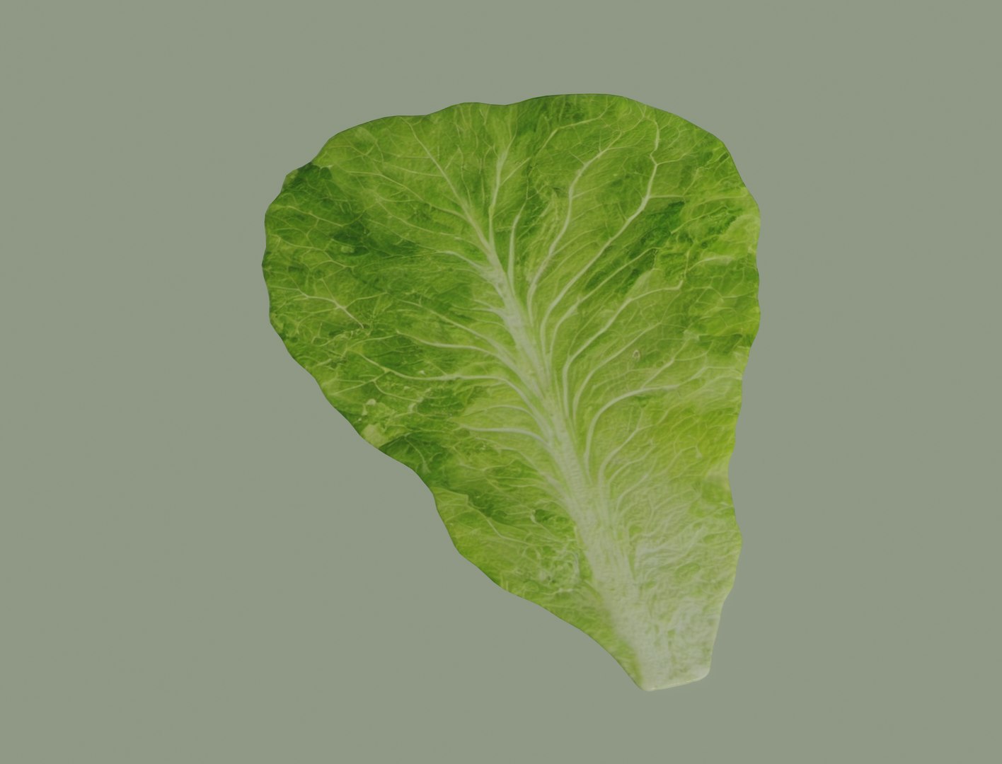 3D Lettuce Leaf - TurboSquid 2197020