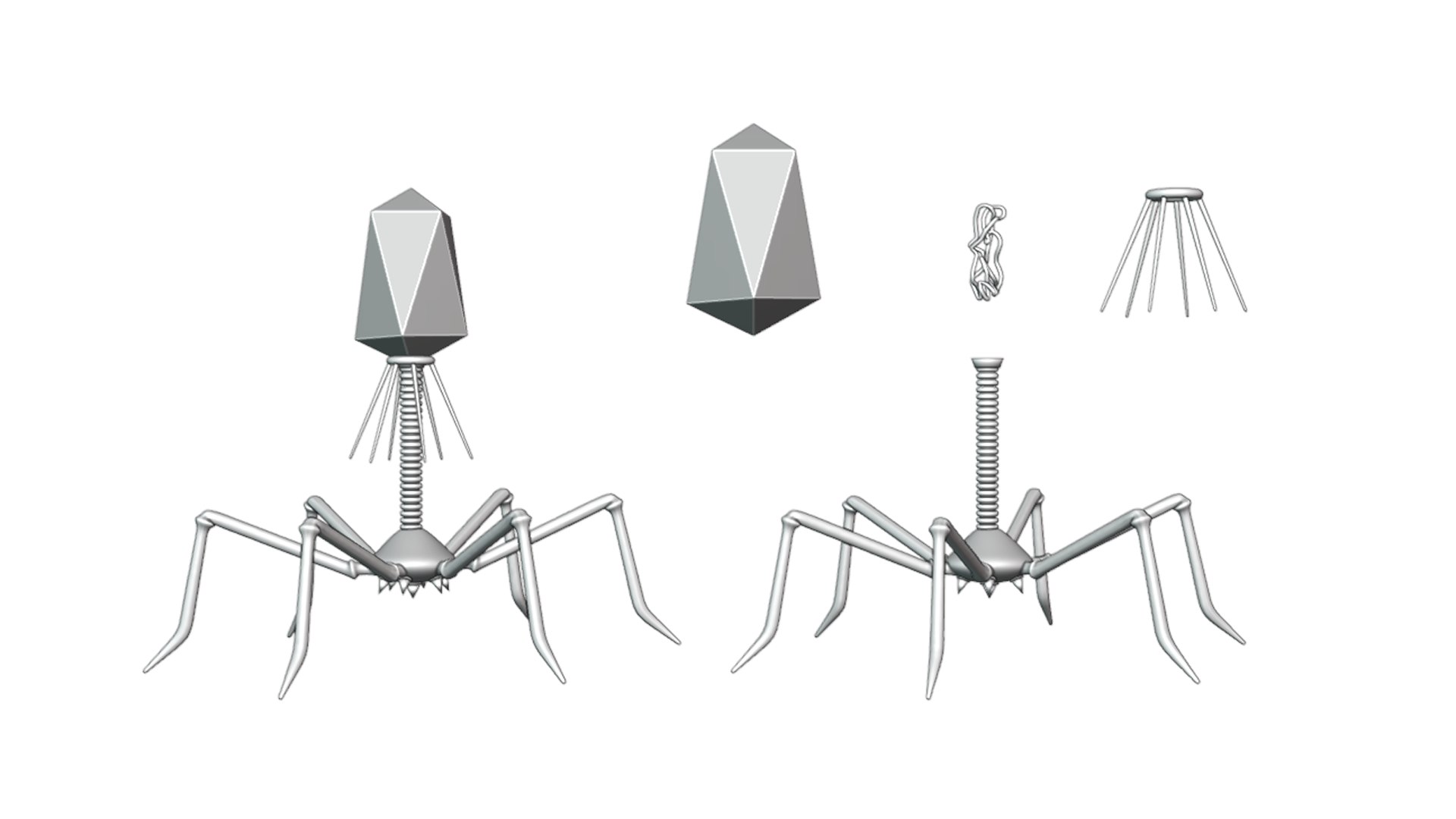 Bacteriophage Anatomy 3D Model - TurboSquid 2035759