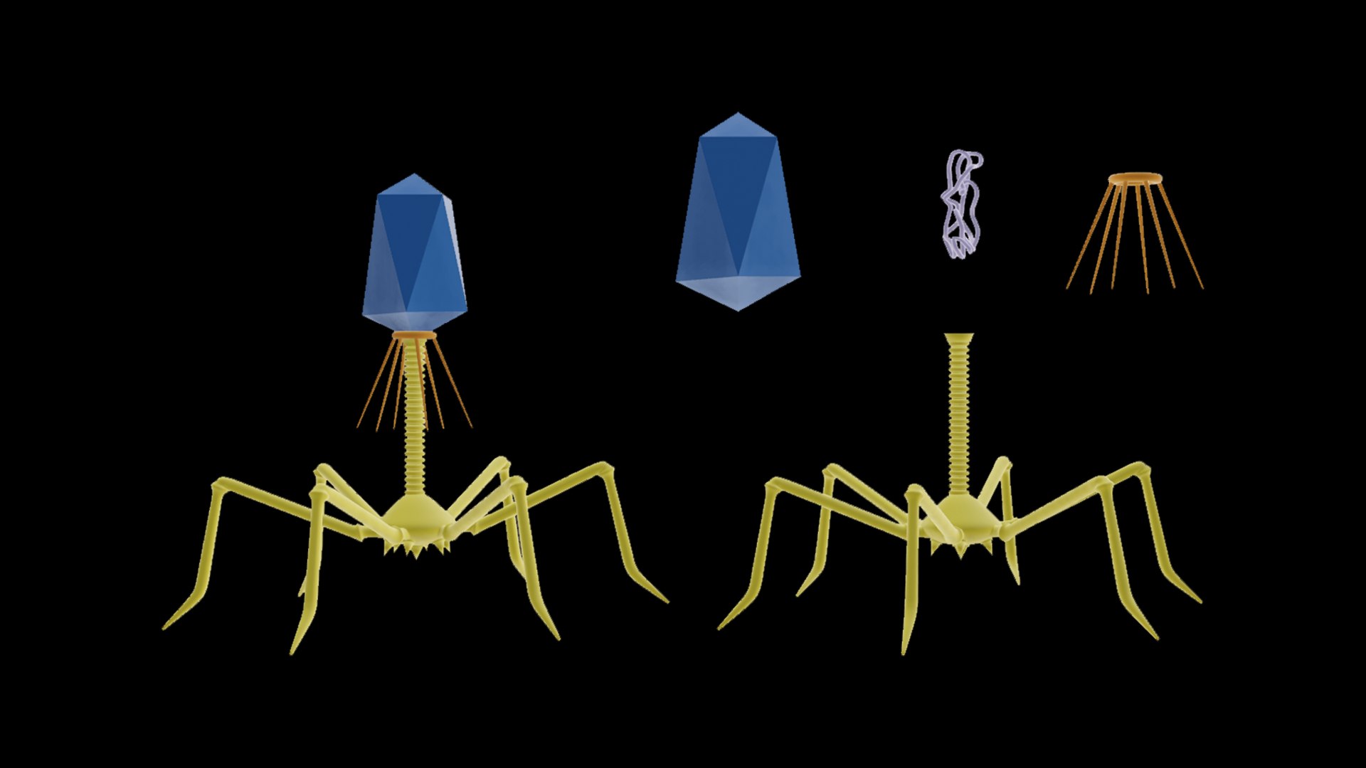 Bacteriophage Anatomy 3D Model - TurboSquid 2035759