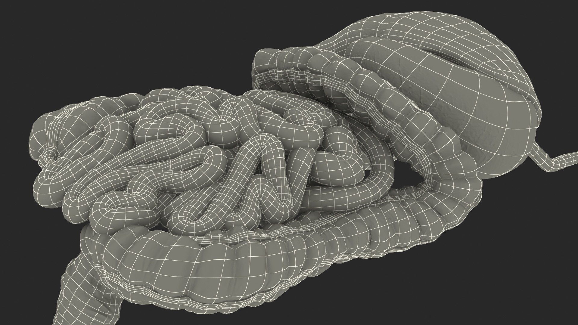 3D human stomach small intestine - TurboSquid 1469290