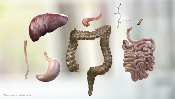 modelo 3d Estómago humano e Inestinas pequeñas - TurboSquid 1469290