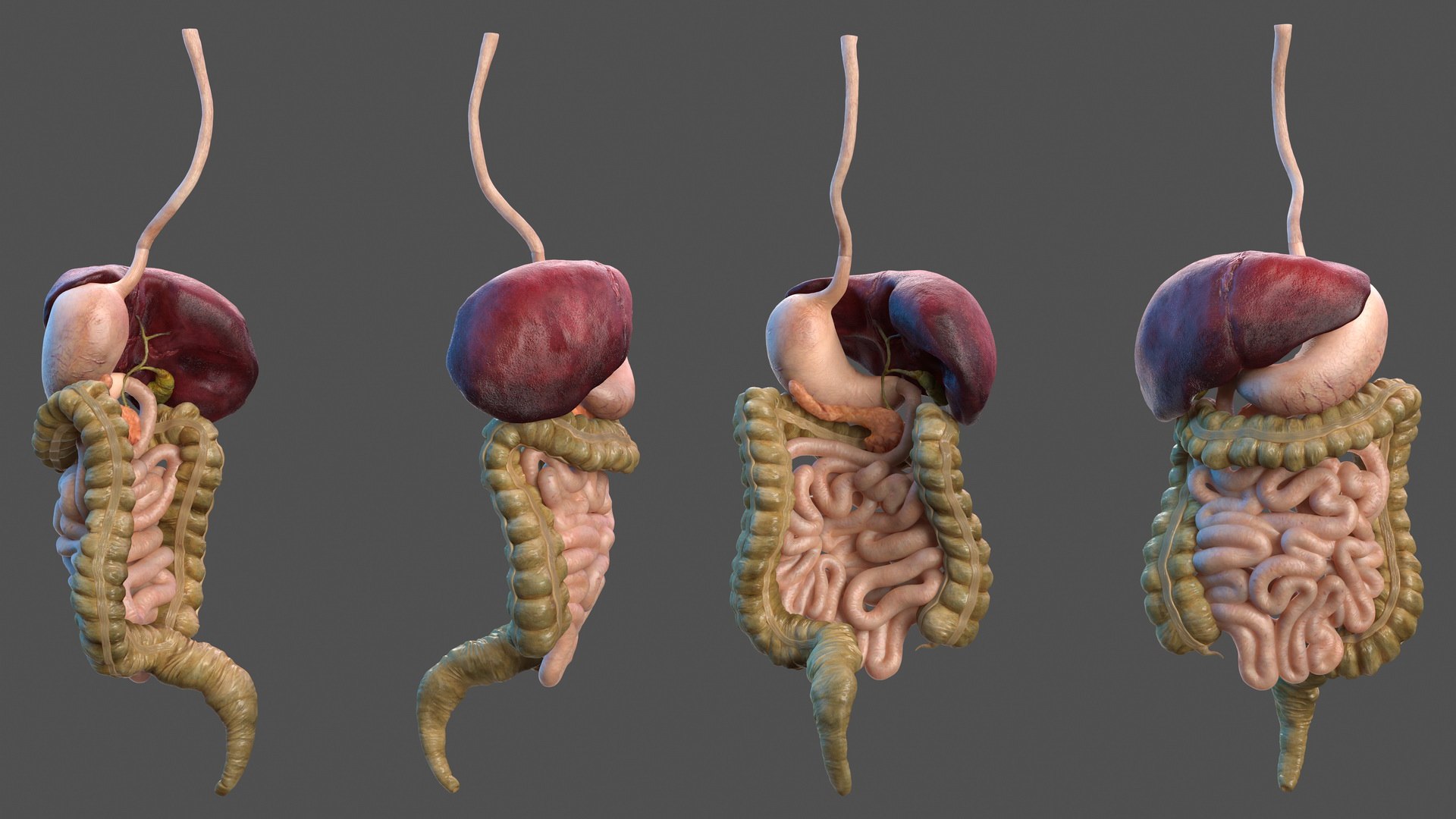 3D Human Stomach Small Intestine - TurboSquid 1469290