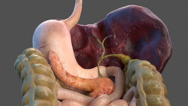 3D human stomach small intestine - TurboSquid 1469290