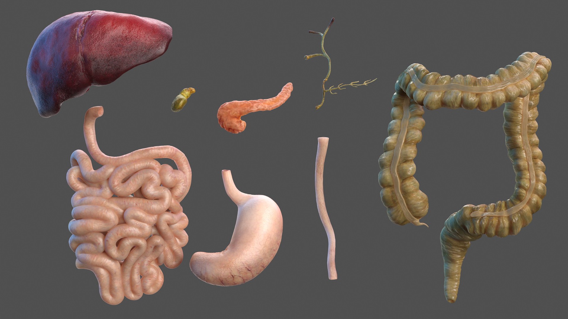 3D human stomach small intestine - TurboSquid 1469290