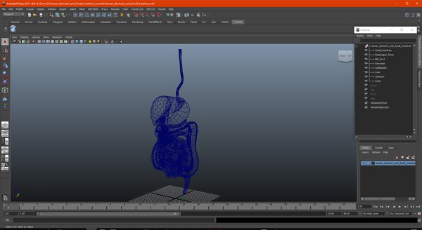 3D human stomach small intestine - TurboSquid 1469290