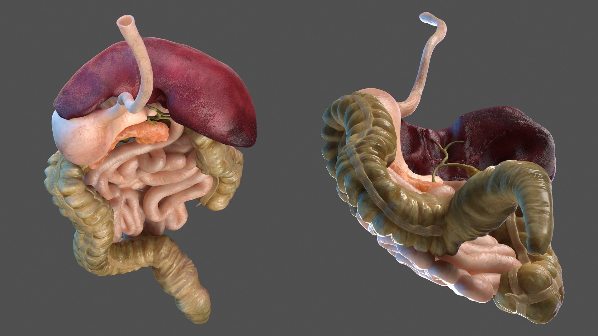 3D Human Stomach Small Intestine - TurboSquid 1469290