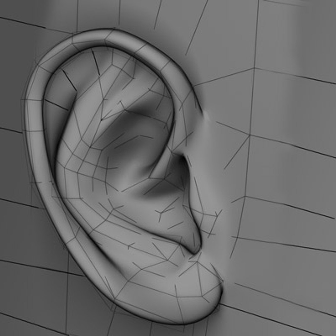 3ds Human Ear