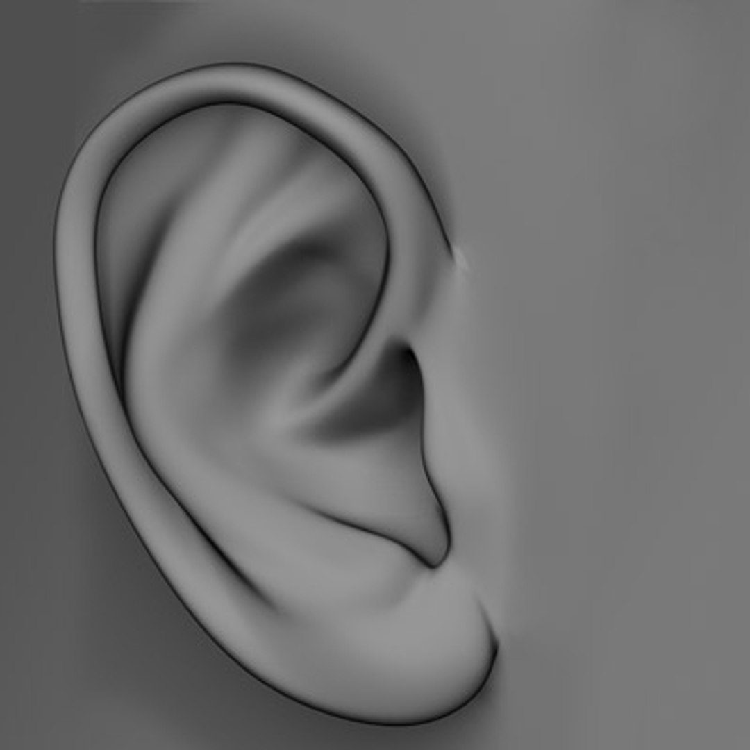 3ds Human Ear