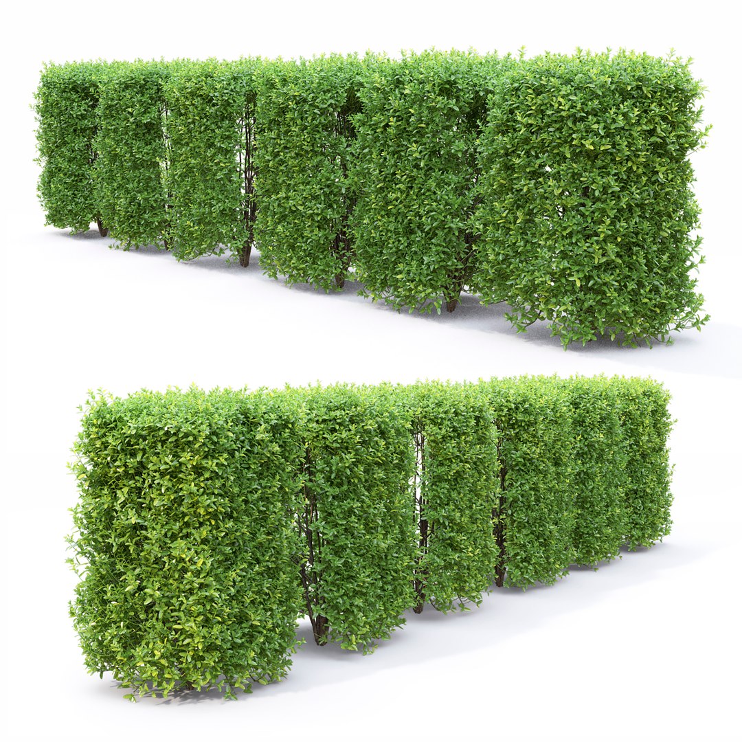 Ligustrum Hedge 04 Model - TurboSquid 1851048