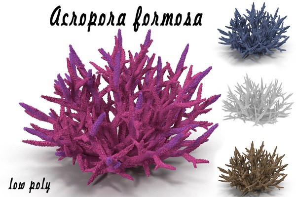 3d white coral model