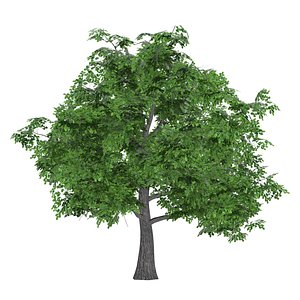 3D sakura tree - TurboSquid 1676620