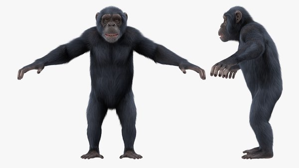 Chimpanzee t-pose dark fur model - TurboSquid 1441047