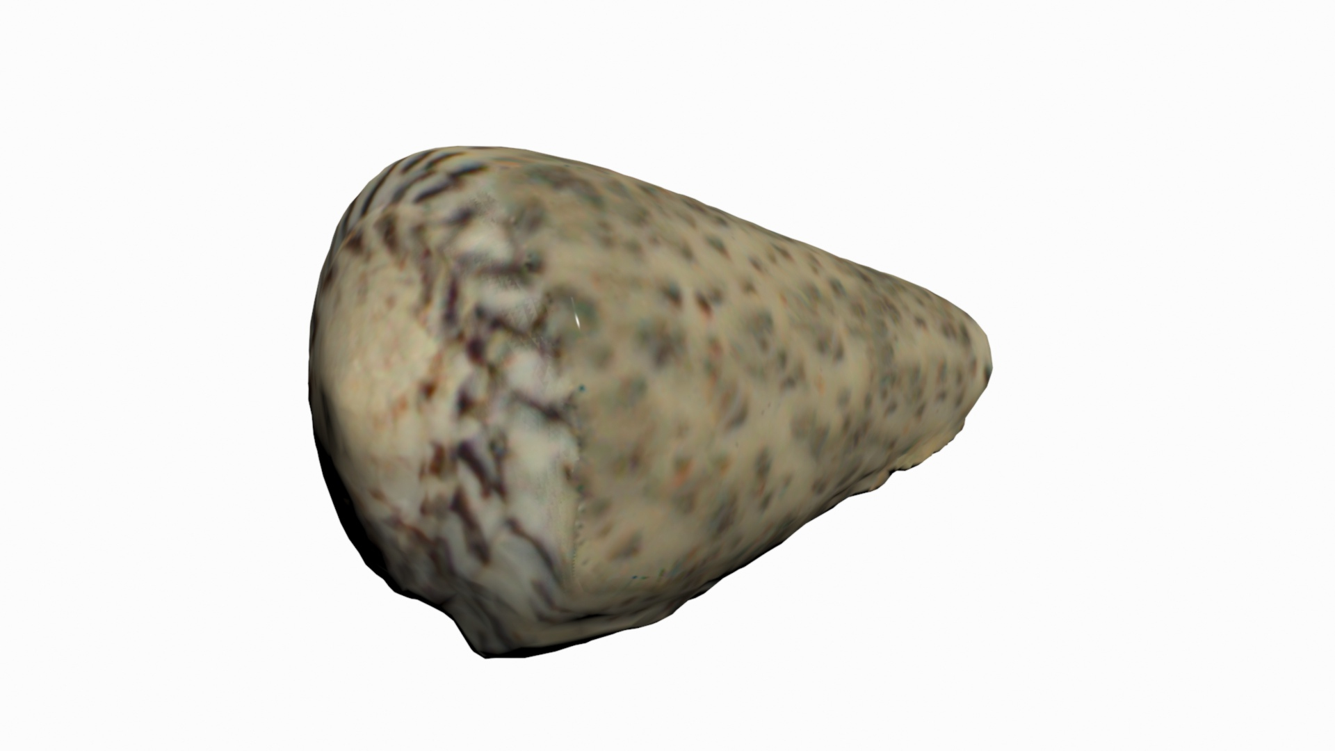 Shell model - TurboSquid 1604816