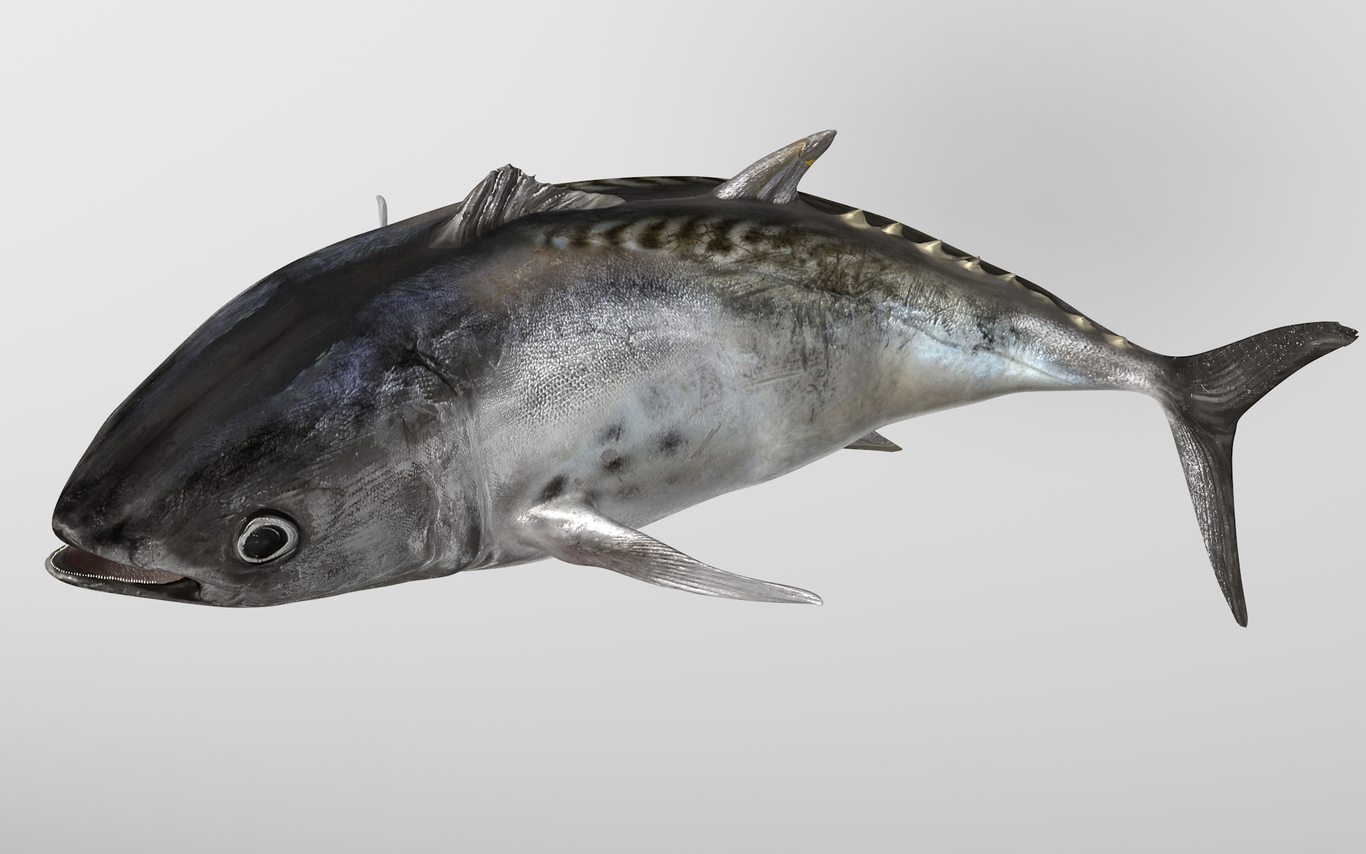 TUNA FISH Rigged L1546 3D model - TurboSquid 1815409