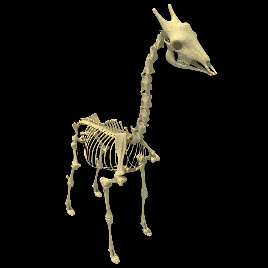 giraffe skeleton 3d model
