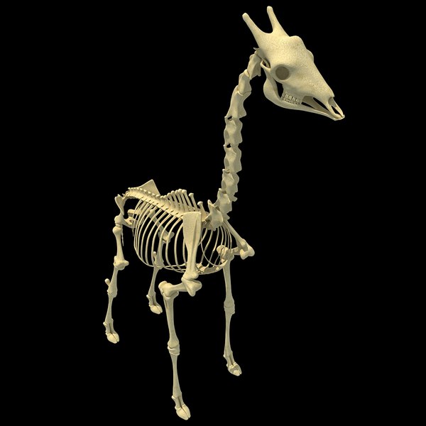 giraffe skeleton 3d model