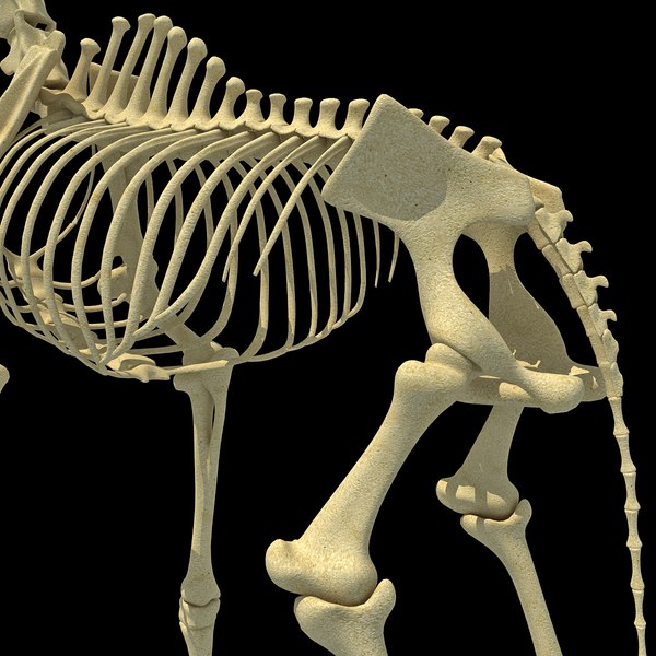 giraffe skeleton 3d model