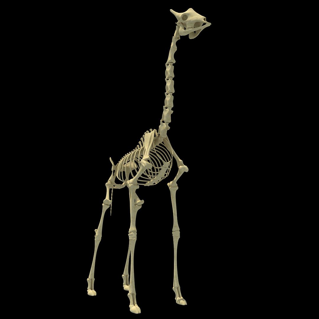 giraffe skeleton 3d model