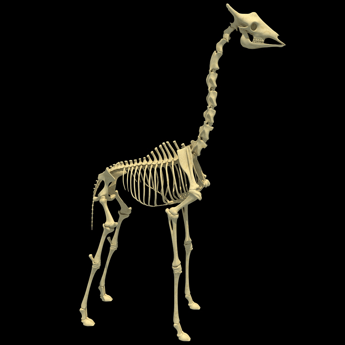 giraffe skeleton 3d model