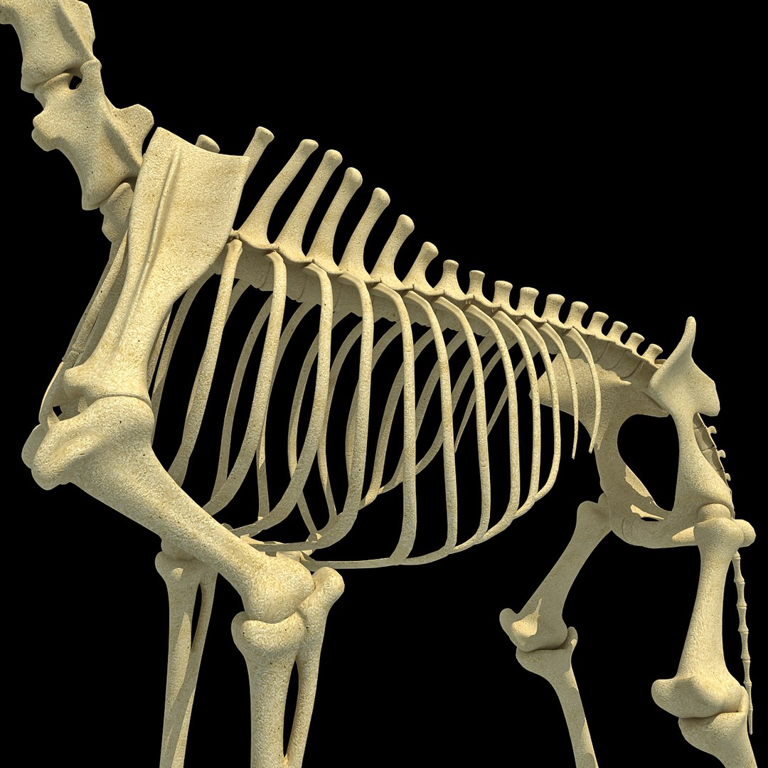 Giraffe Skeleton 3d Model