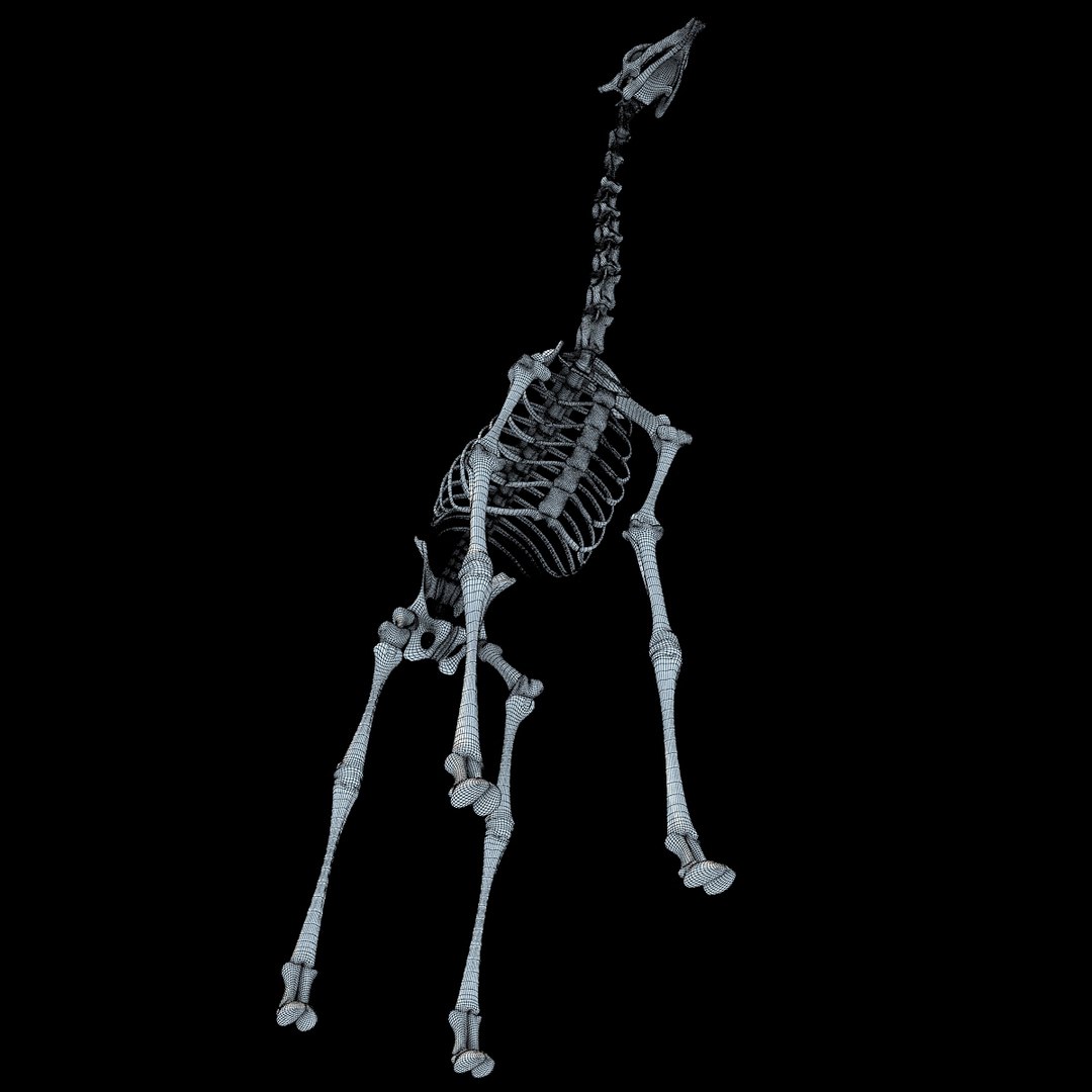 giraffe skeleton 3d model