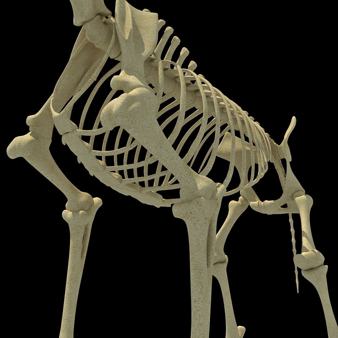 giraffe skeleton 3d model