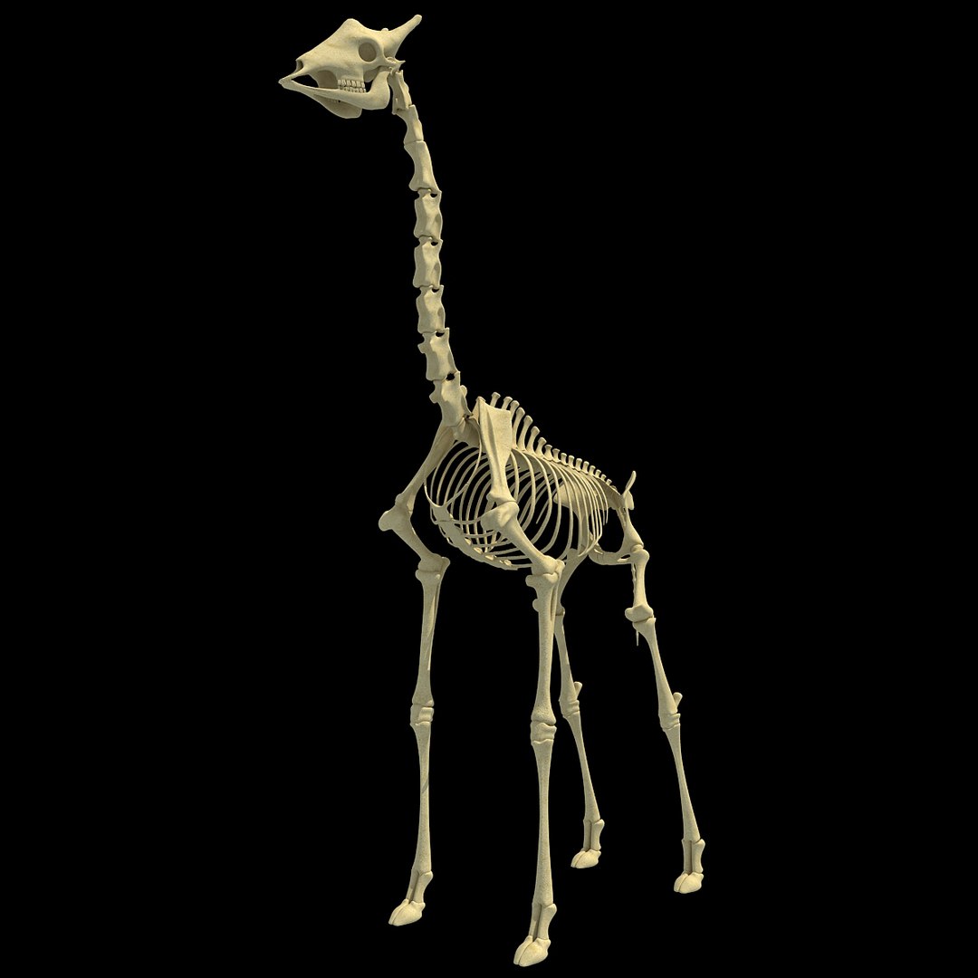 Giraffe Skeleton 3d Model