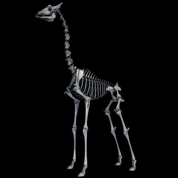 giraffe skeleton 3d model