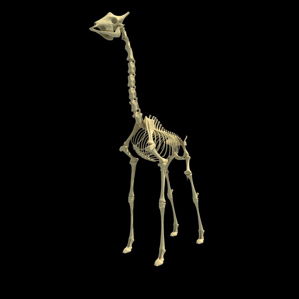 giraffe skeleton 3d model