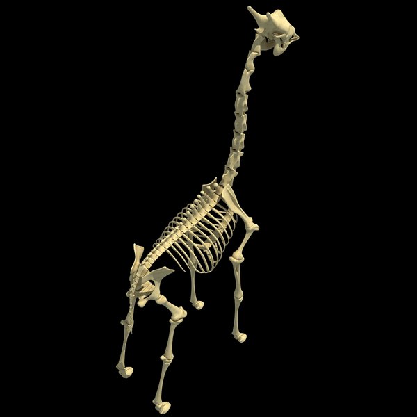 giraffe skeleton 3d model