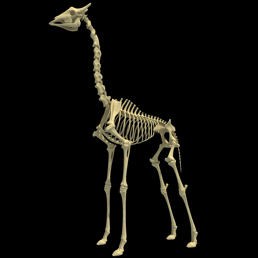 giraffe skeleton 3d model