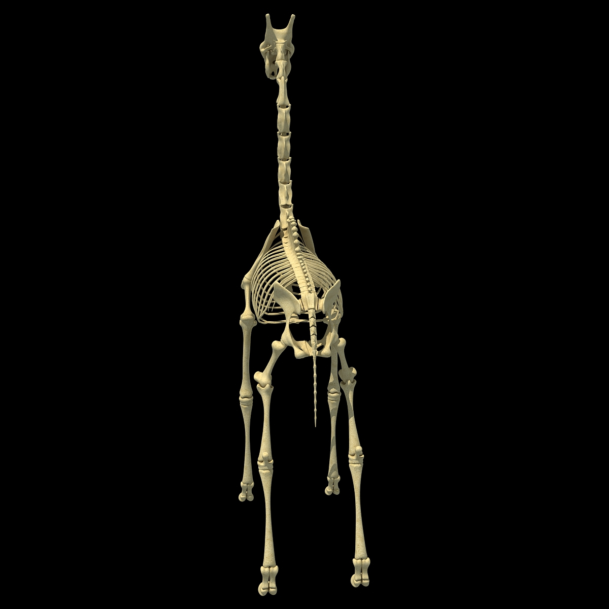 giraffe skeleton 3d model