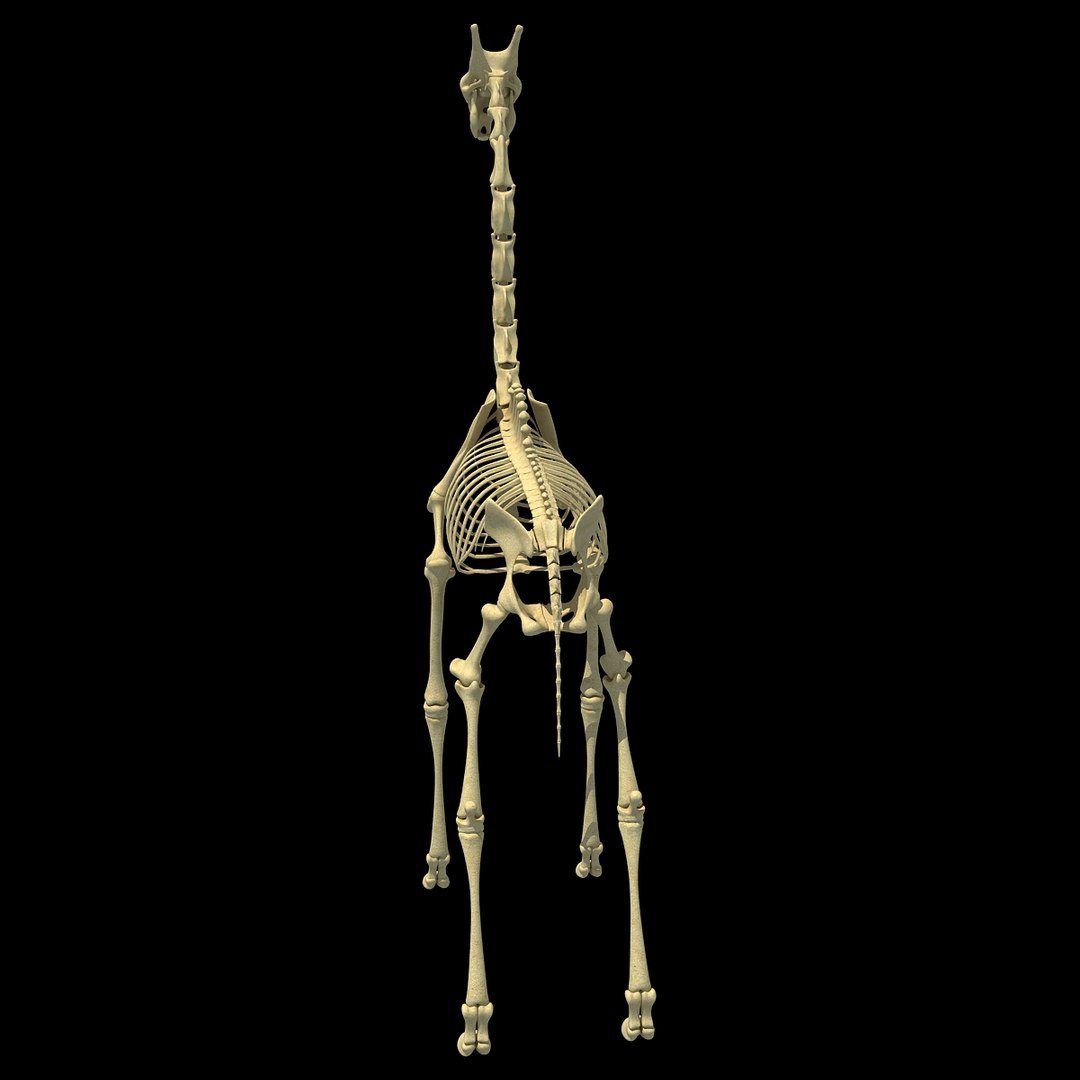 Giraffe Skeleton 3d Model