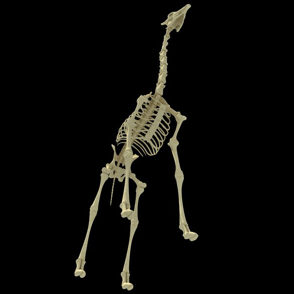 giraffe skeleton 3d model