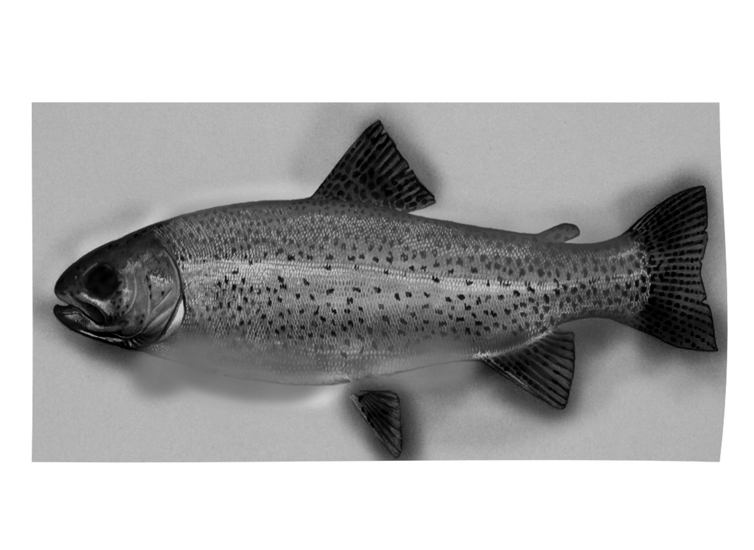 FISH Trout 3D Model - TurboSquid 1827551