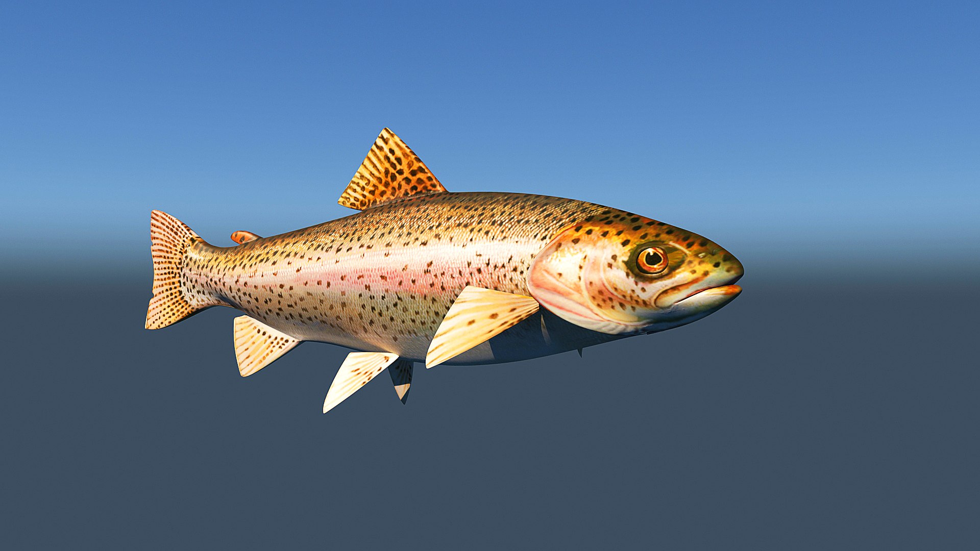 FISH Trout 3D Model - TurboSquid 1827551
