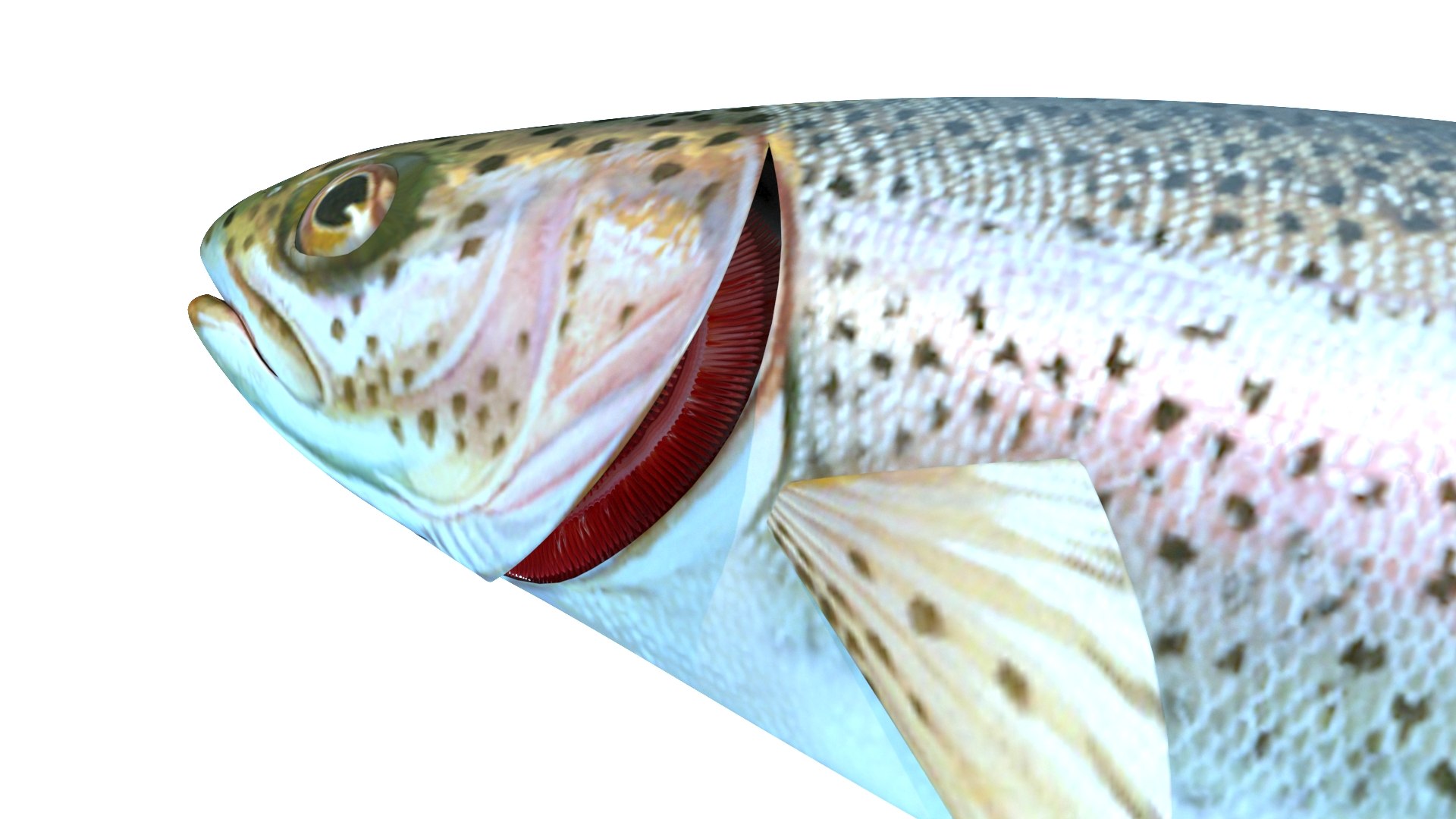 FISH Trout 3D Model - TurboSquid 1827551