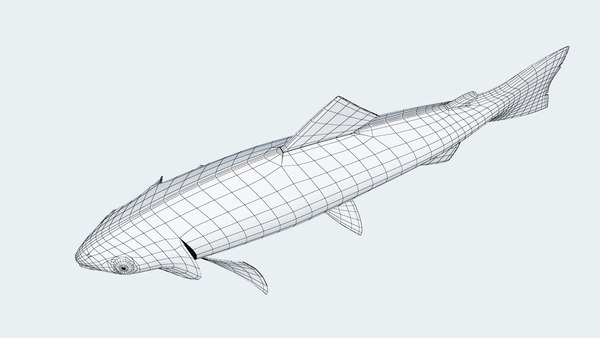 FISH trout 3D model - TurboSquid 1827551