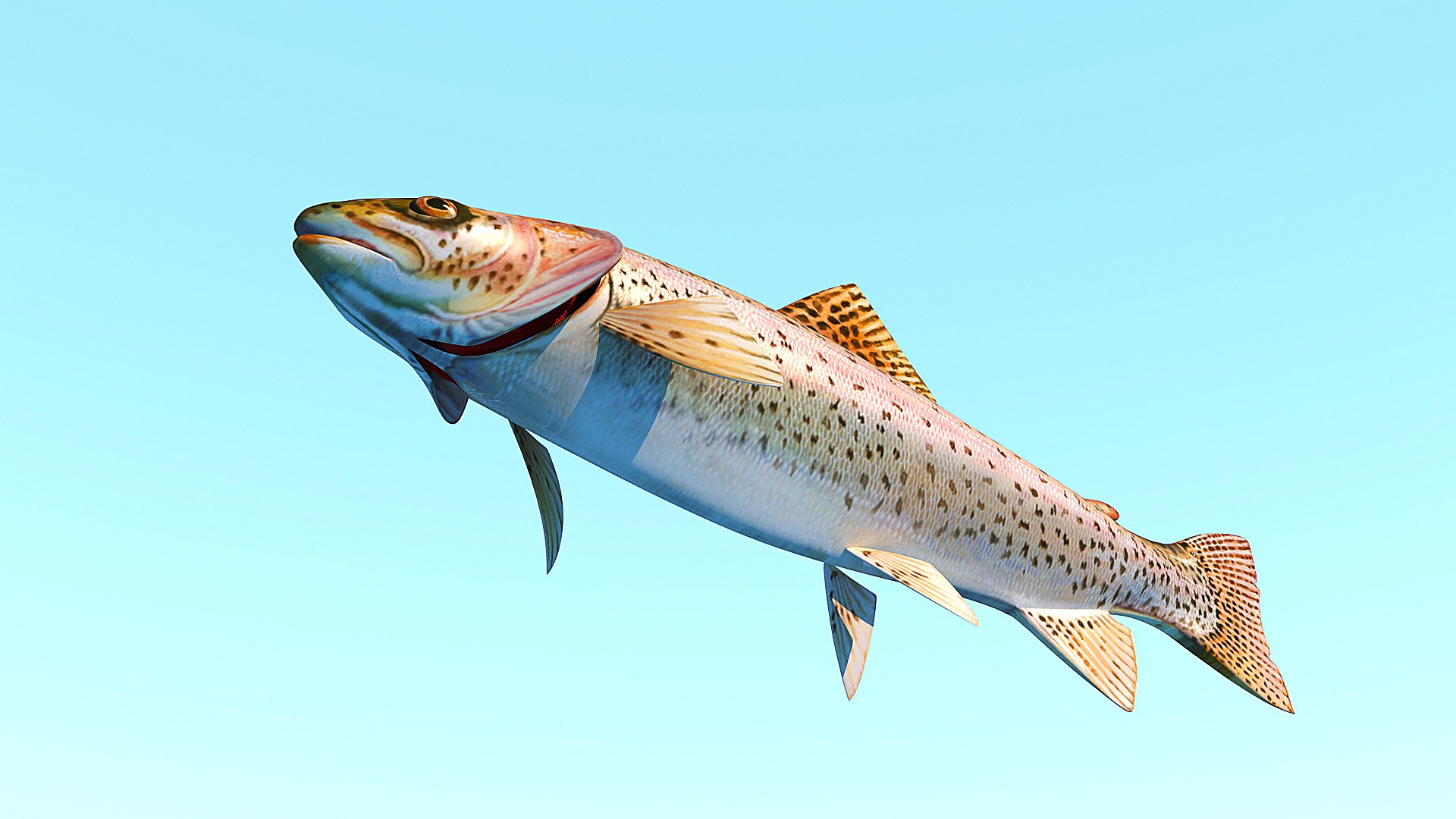 FISH Trout 3D Model - TurboSquid 1827551