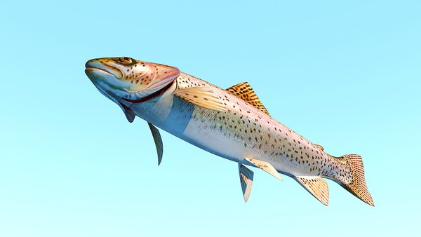 FISH trout 3D model - TurboSquid 1827551