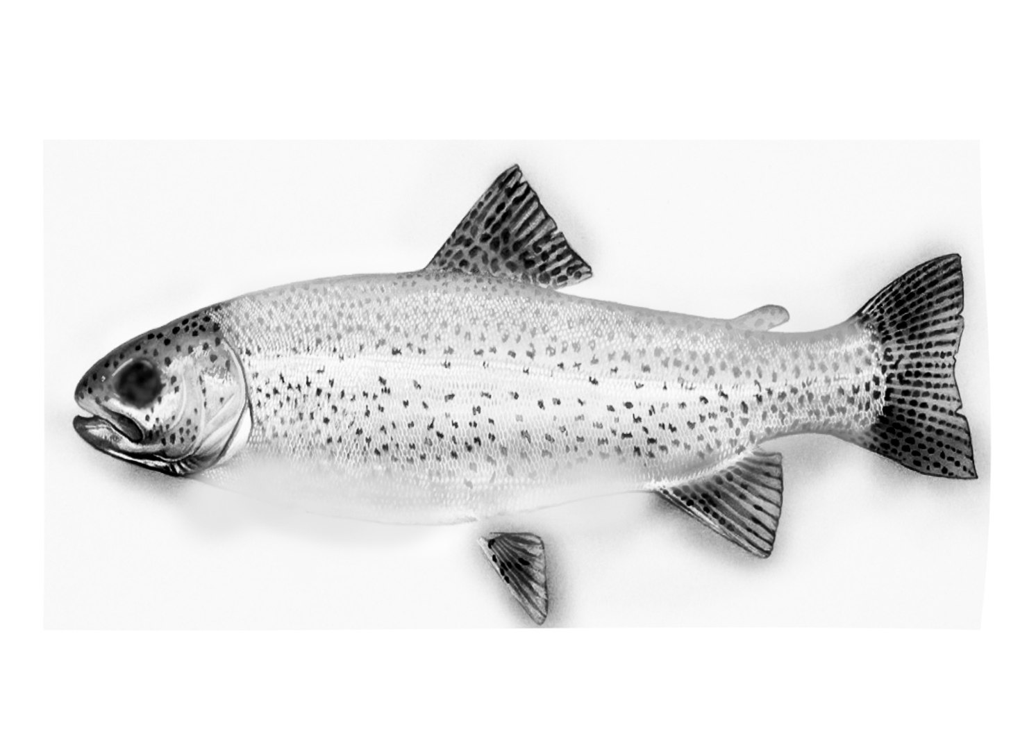 FISH Trout 3D Model - TurboSquid 1827551