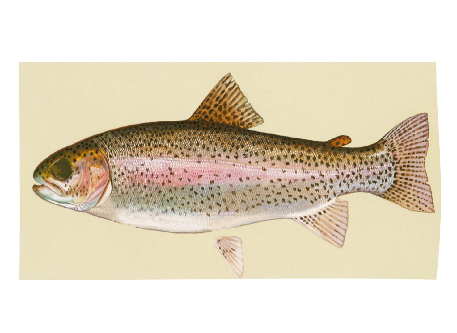 FISH Trout 3D Model - TurboSquid 1827551