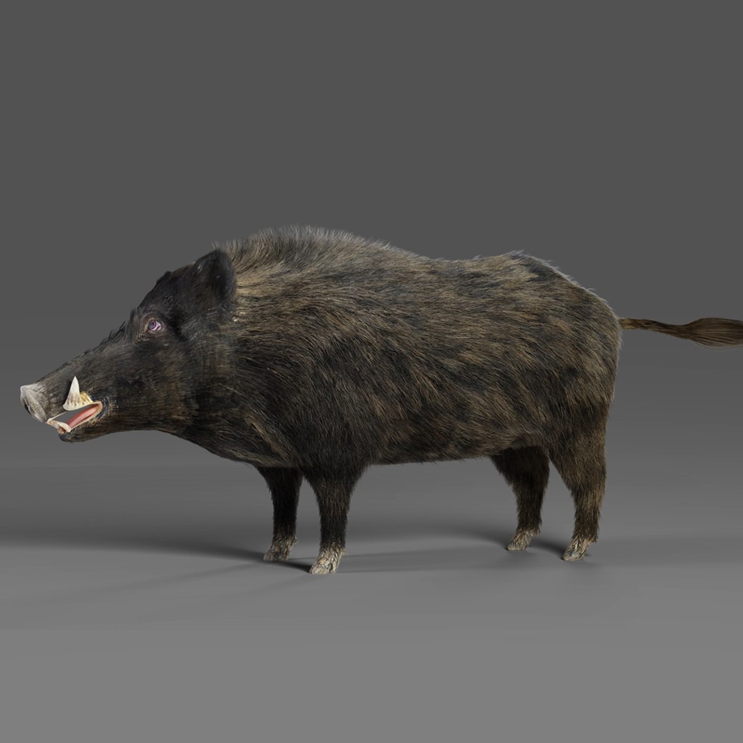 3D Fur Wild Boar NO Rigged In Blender - TurboSquid 1990605