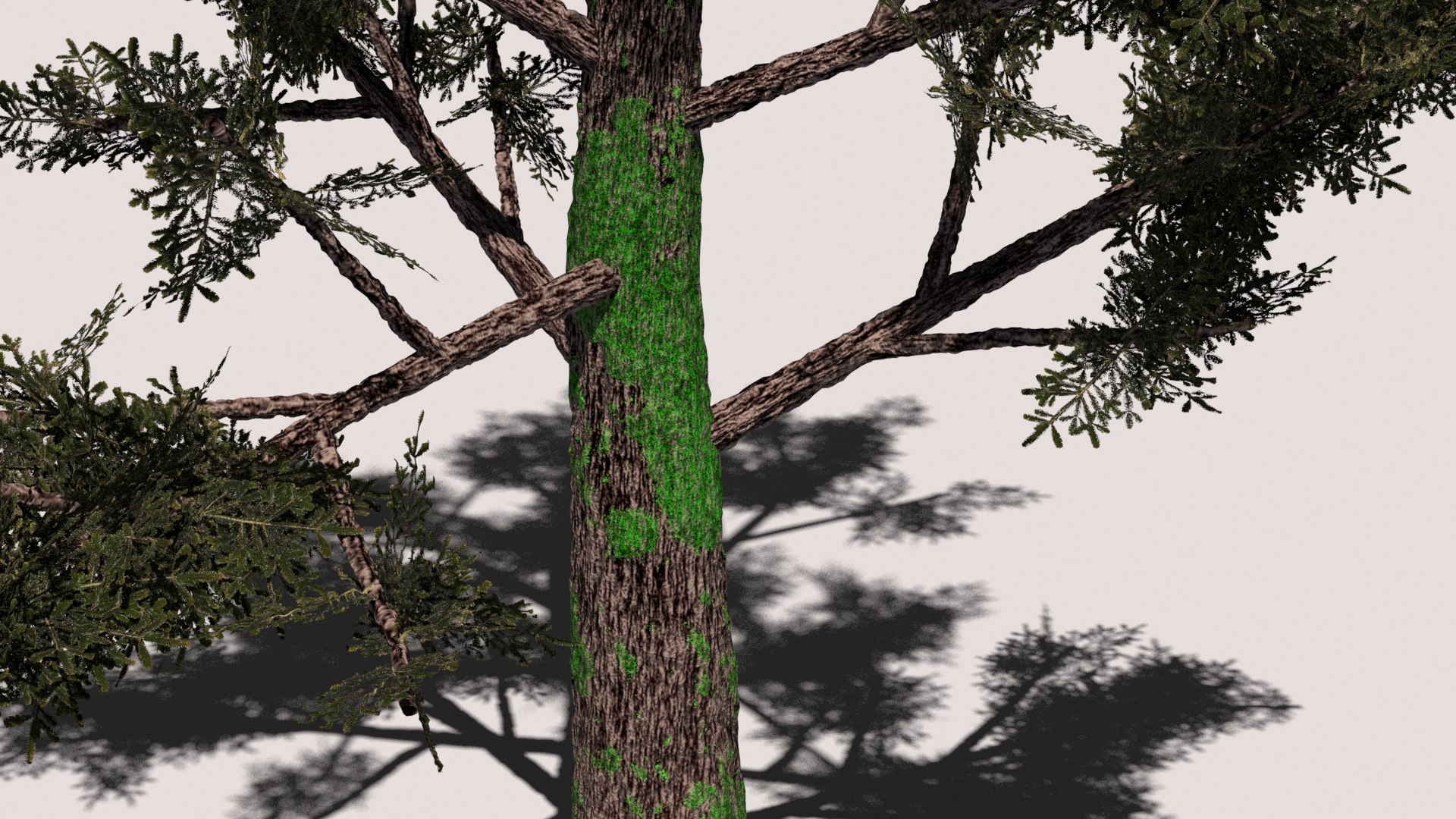 3D Model Pine Tree - TurboSquid 1777923