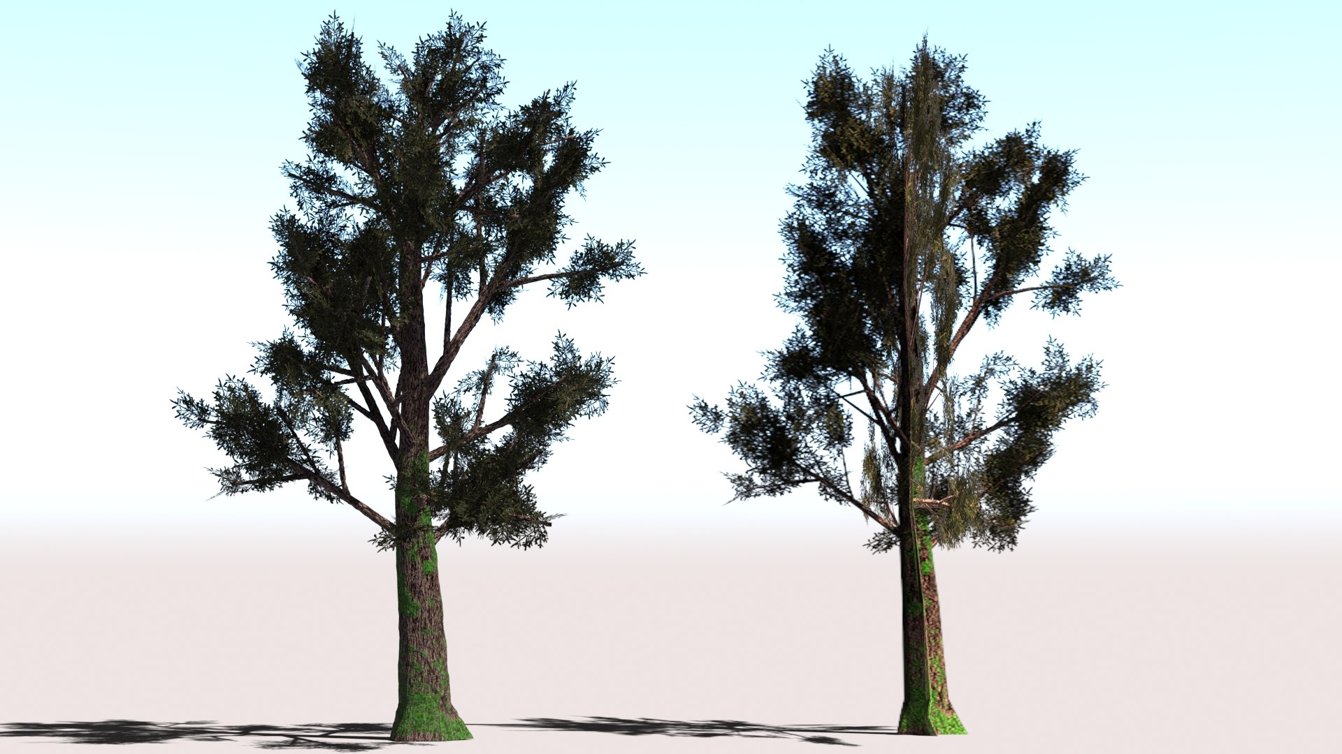 3D Model Pine Tree - TurboSquid 1777923